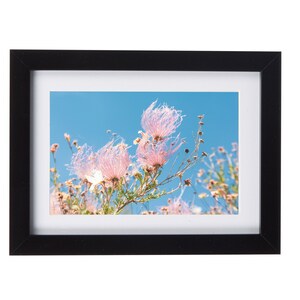 Pink Apache Plume Colorado Wildflower Flowering Bush in - Etsy