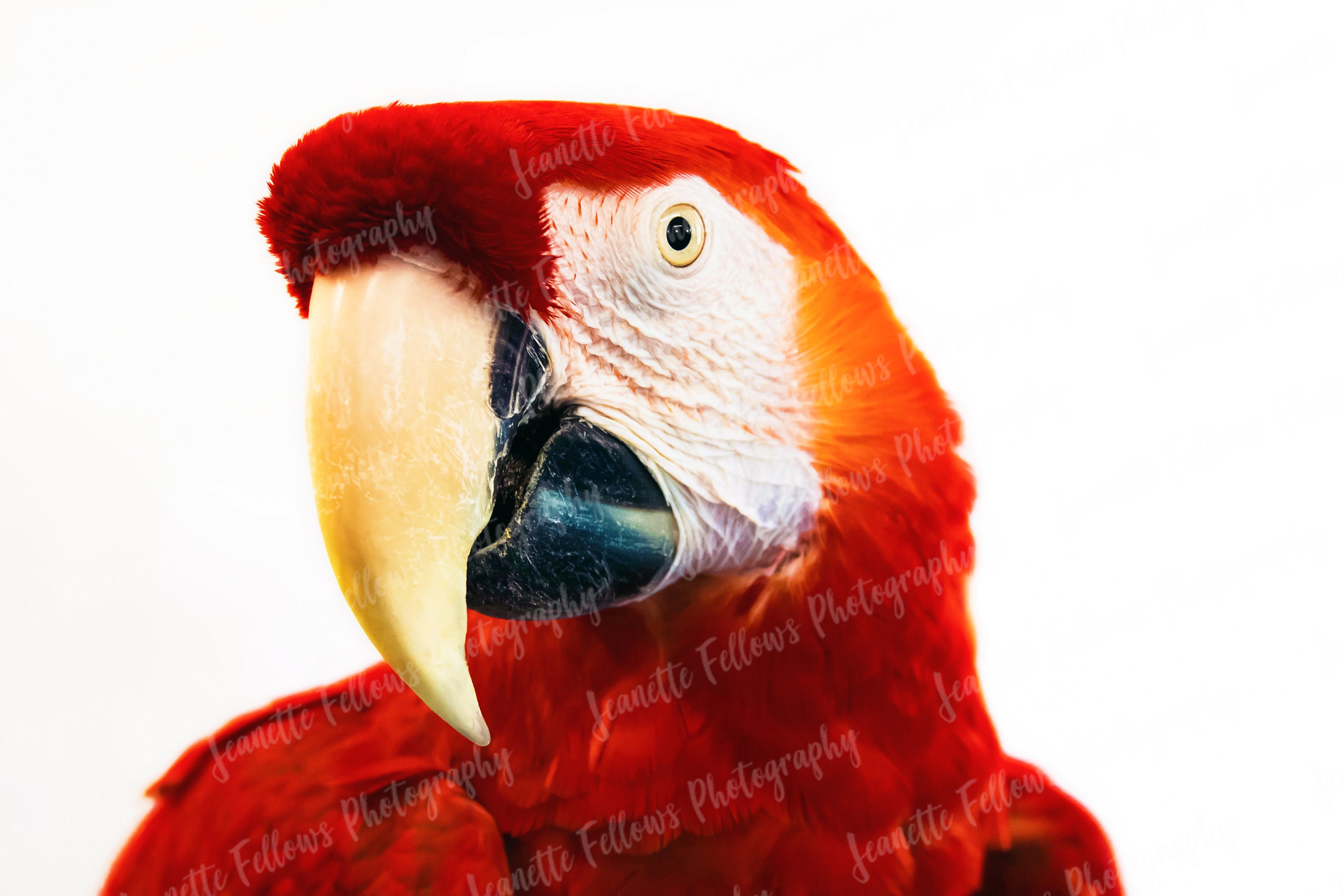Close-up Portrait Scarlet Macaw Parrot Face Exotic Bird White ...