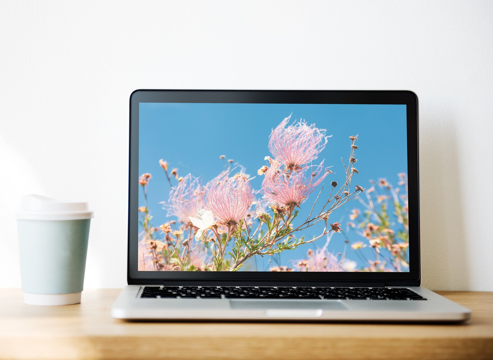Pink Apache Plume Colorado Wildflower Flowering Bush in - Etsy
