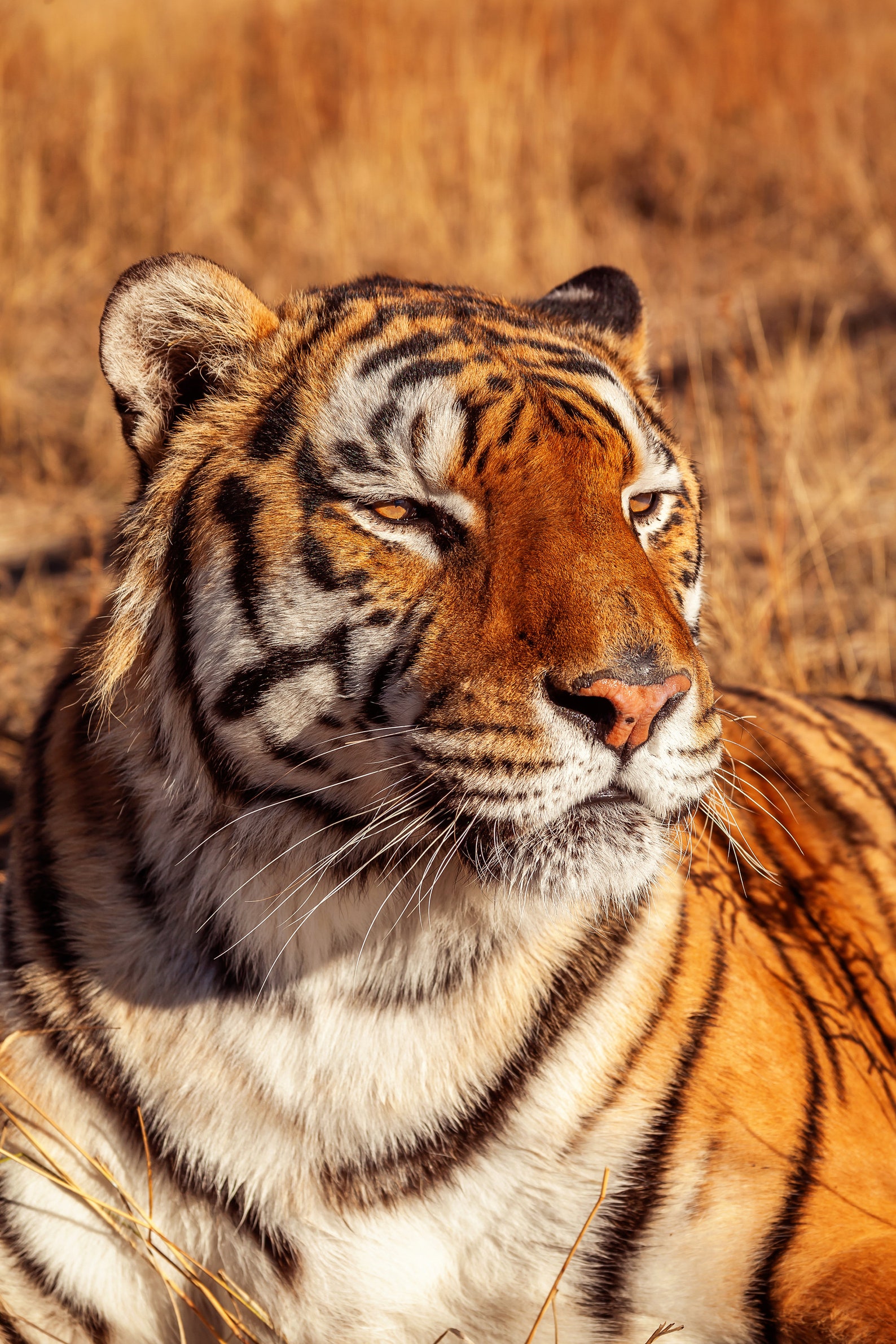 Close up of Orange and White Tiger With Black Stripes, Animal Portrait ...