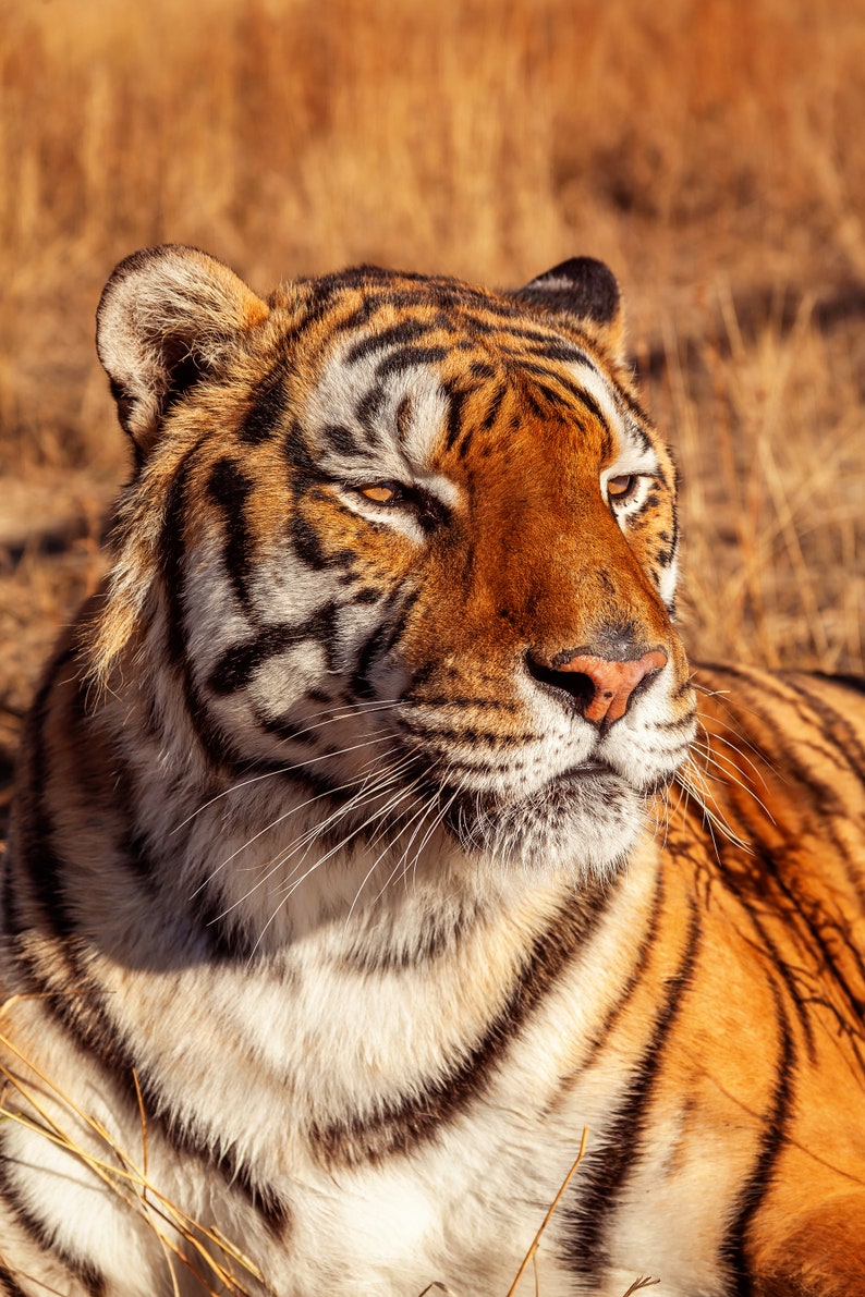 Close up of Orange and White Tiger With Black Stripes, Animal Portrait ...