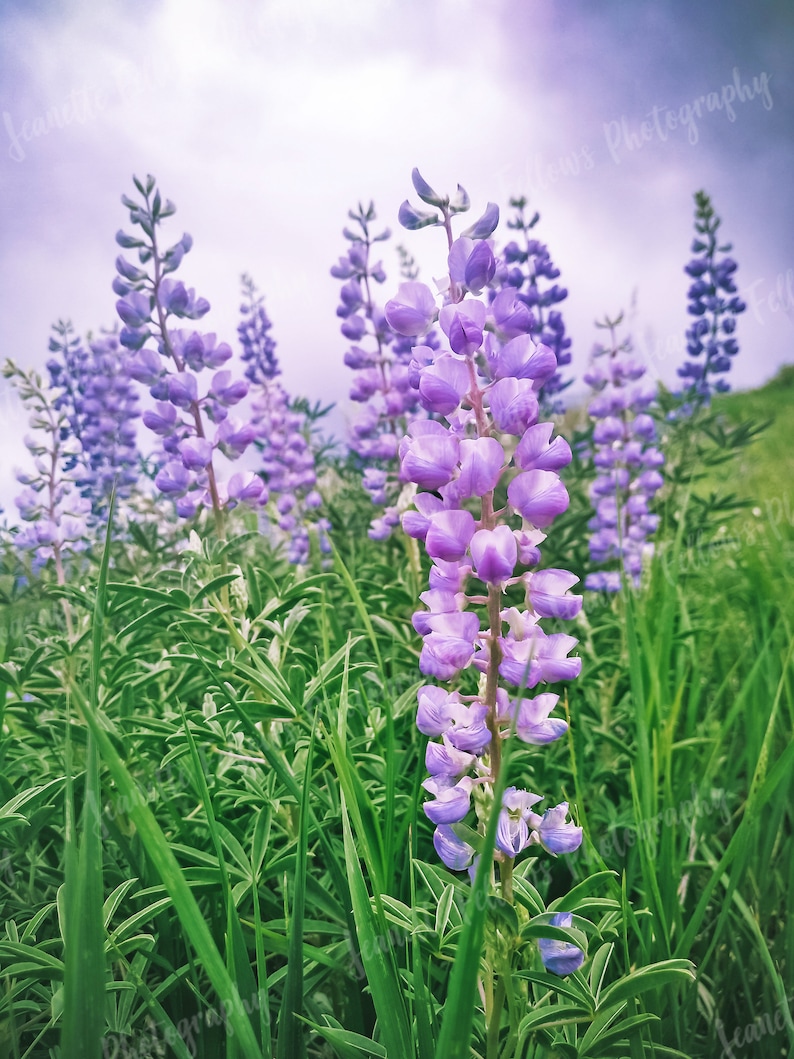 Purple Lupine Wildflower Summer Meadow Golden, Colorado, Nature ...