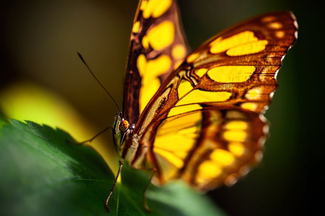 Yellow and Brown Malachite Butterfly Resting on a Leaf, Nature ...