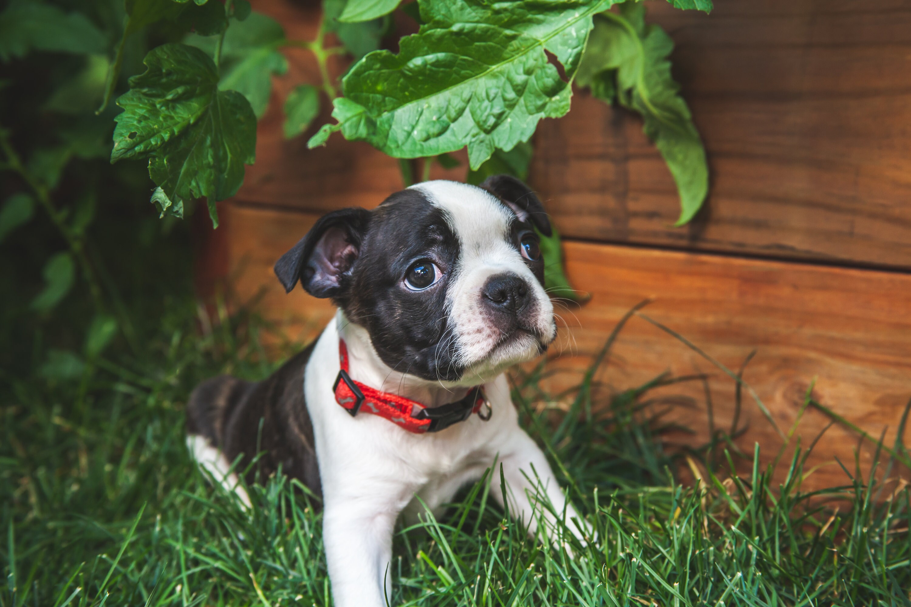 Boston Terrier Puppy in a Vegetable Garden, Pet Photography, Printable ...
