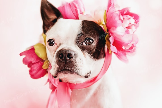 Fondo De Pantalla De Flores De Perro El Mejor Fondo De Pantalla