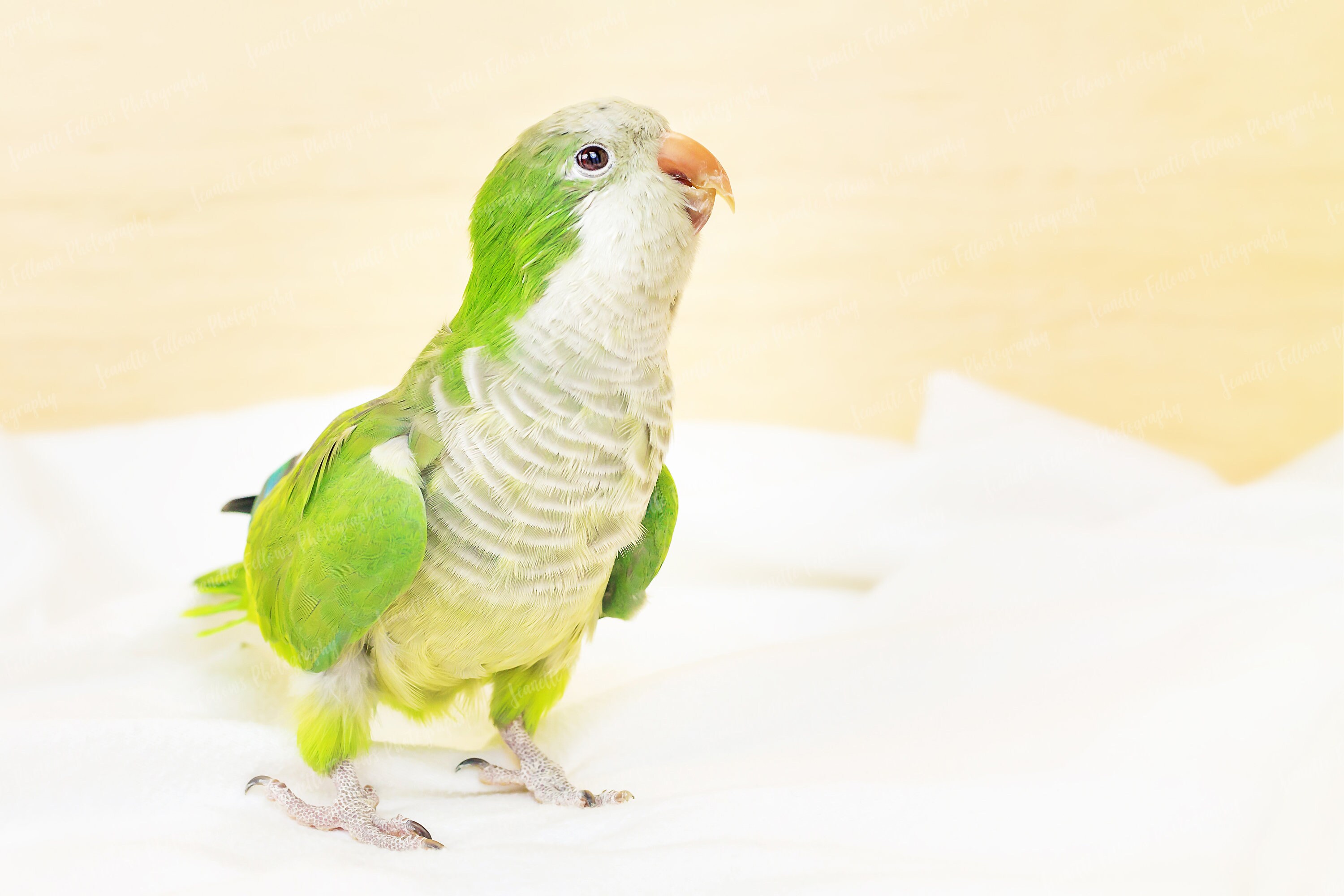 Green Quaker Parrot Pet Bird, Pet Photography, Printable Digital ...