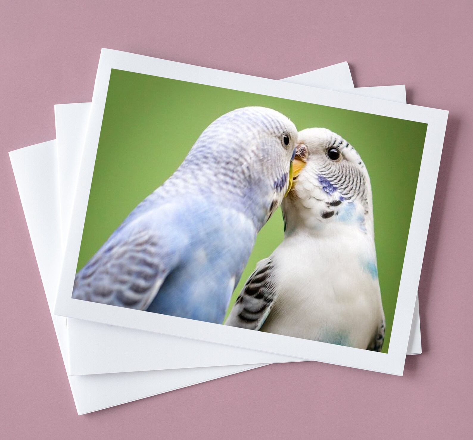 Pair of Blue and White Budgie Parakeet Birds Kissing With Green ...
