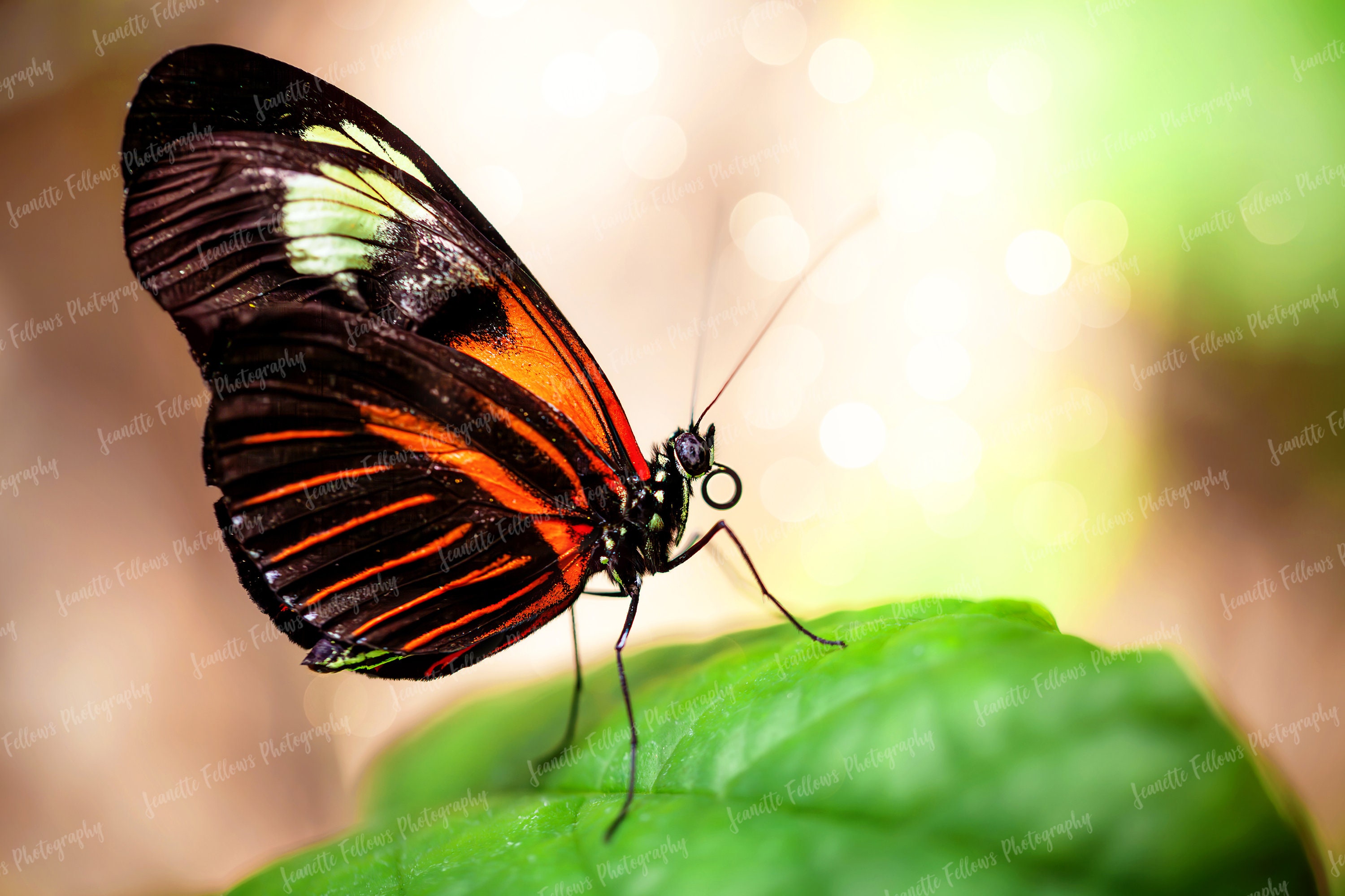 Small Postman Crimson Patched Longwing Heliconid Butterfly on Leaf ...
