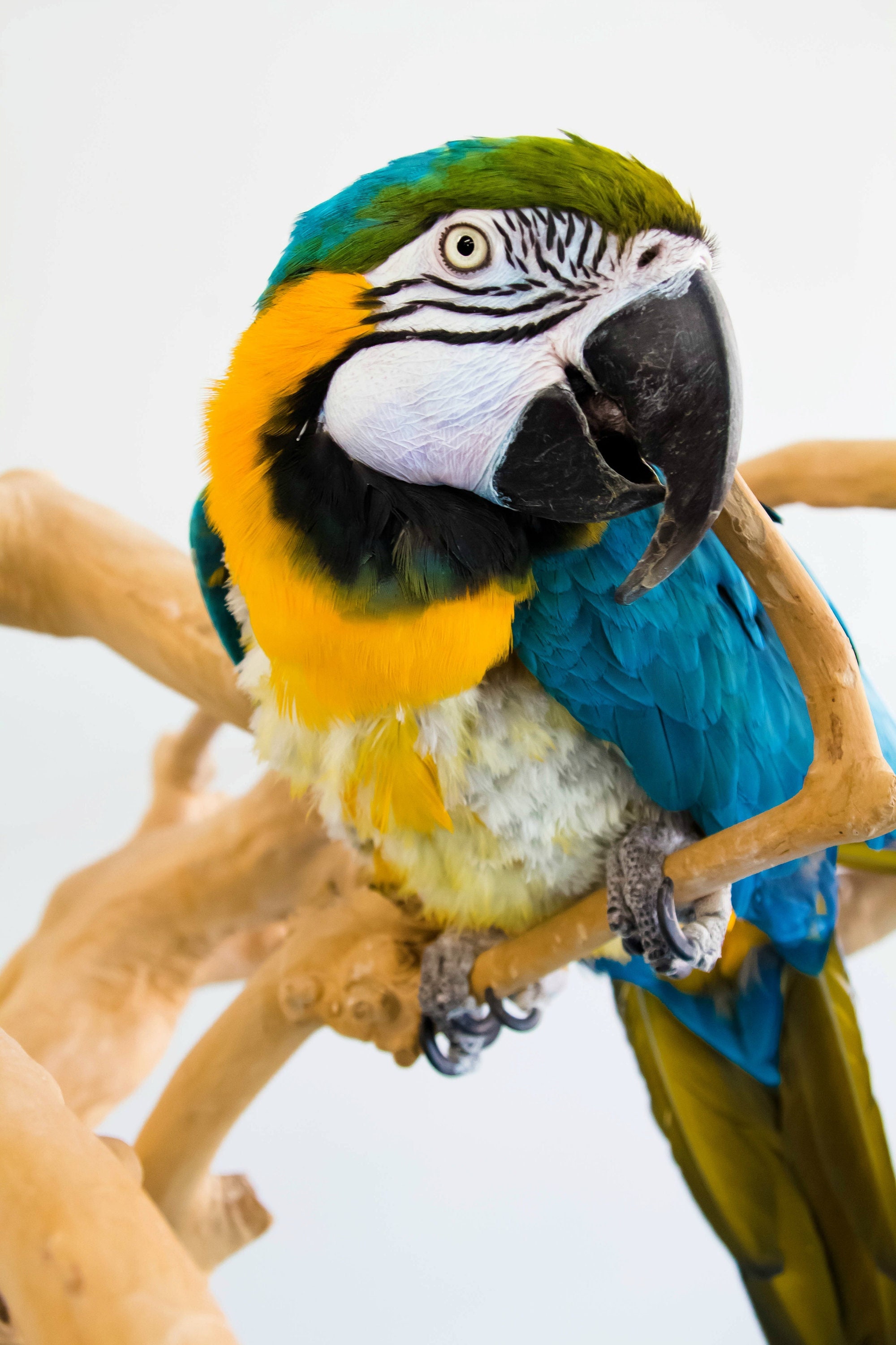 Blue And Gold Macaw Baby
