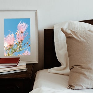 Pink Apache Plume Colorado Wildflower Flowering Bush in - Etsy