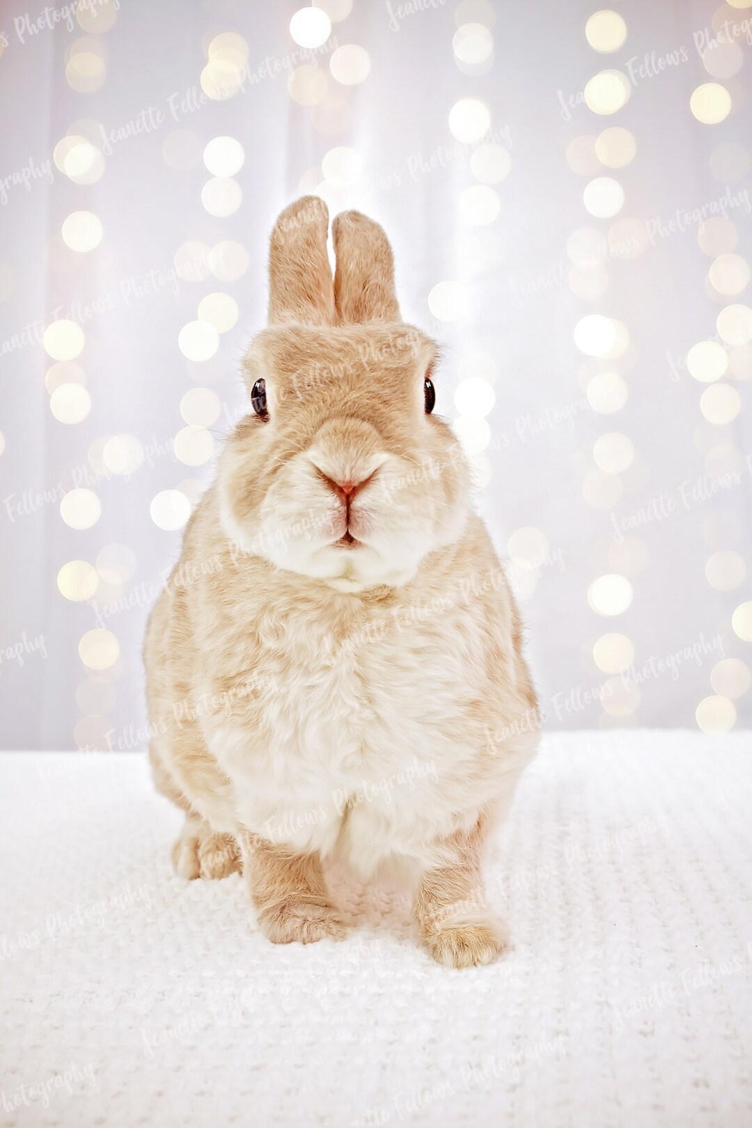 Cute Pet Tan Bunny Twinkle Lights, Pet Photography, Printable Digital ...