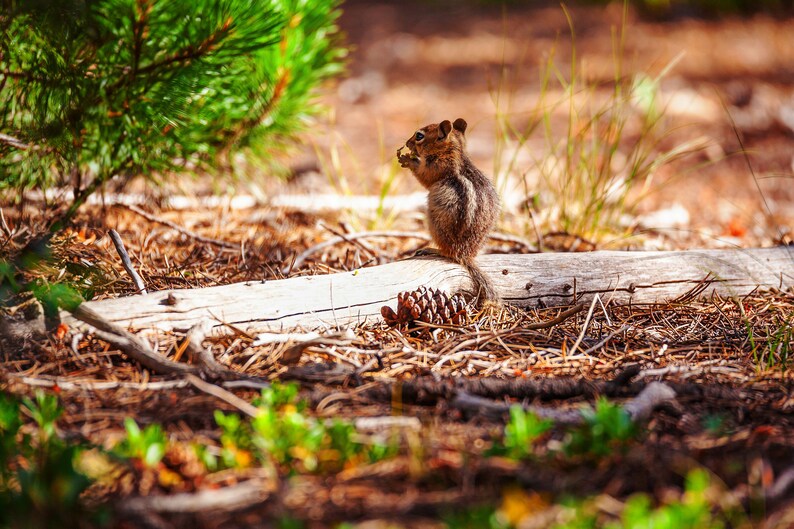 Chipmunk Eating a Wildflower in a Forest Near Nederland, Colorado ...