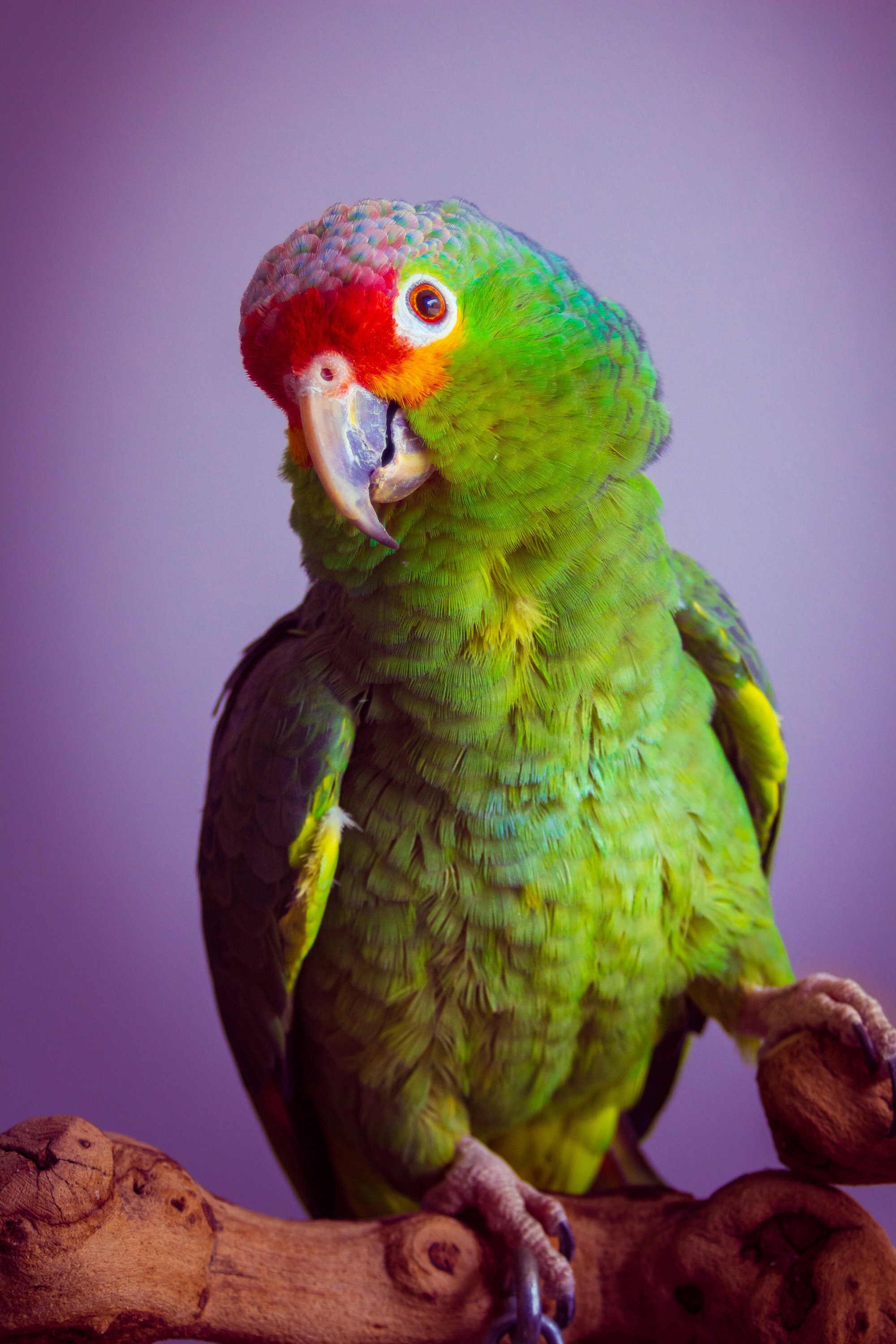 Red Fronted Amazon Parrot