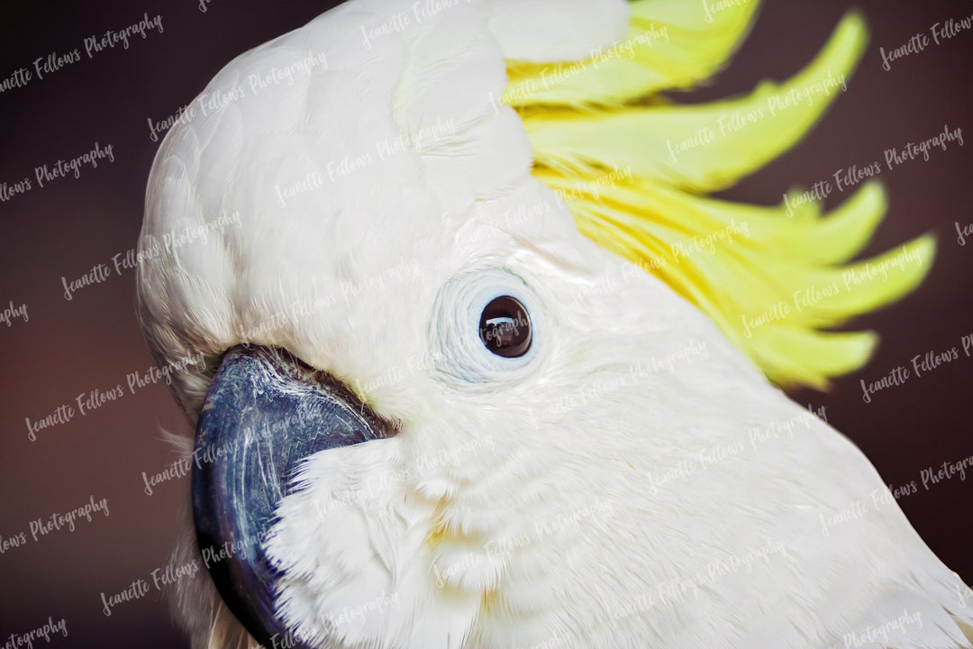 Closeup Sulfur Crested Cockatoo Parrot Exotic Bird, Pet Photography ...