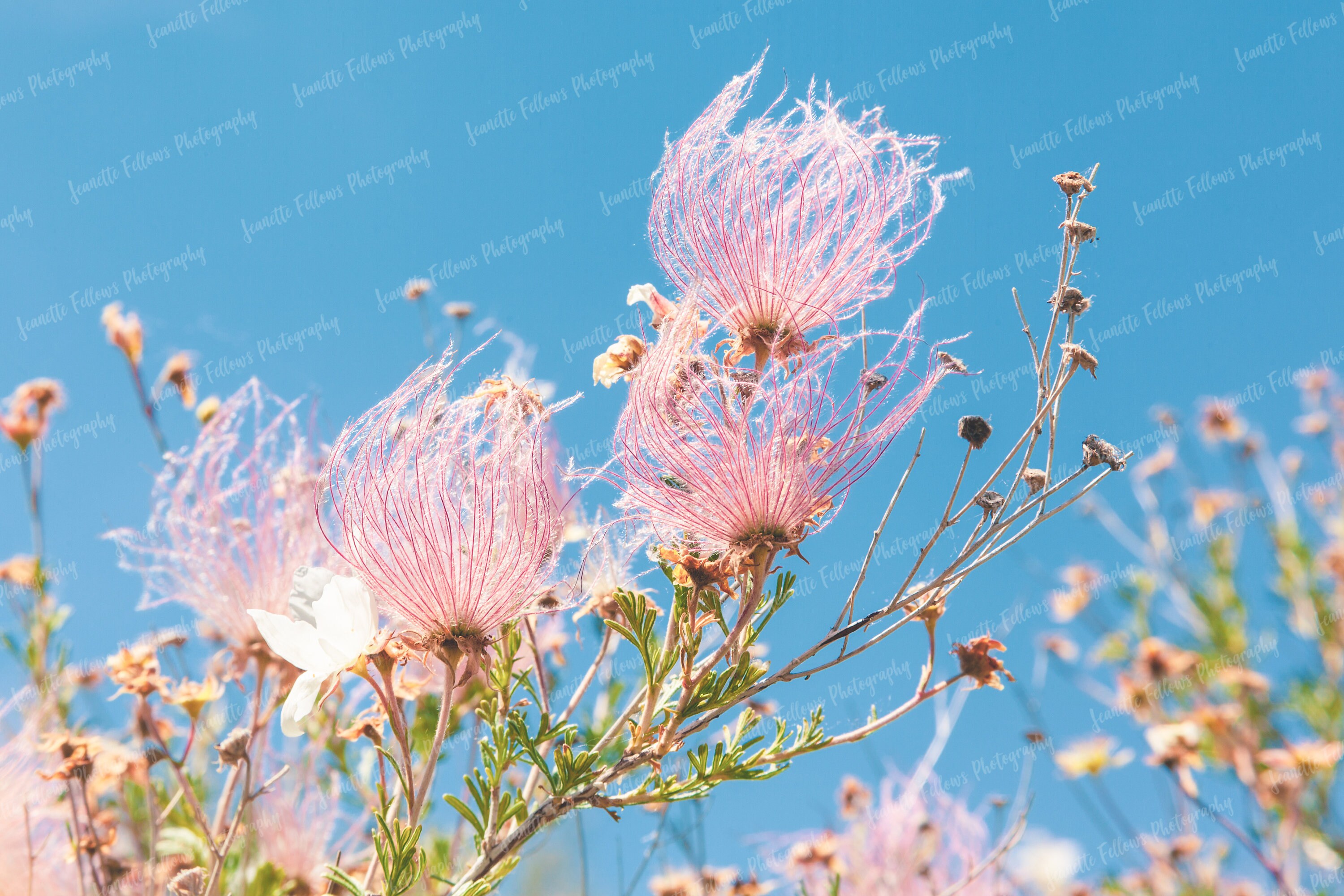 Pink Apache Plume Colorado Wildflower, Flowering Bush in Summer, Nature ...