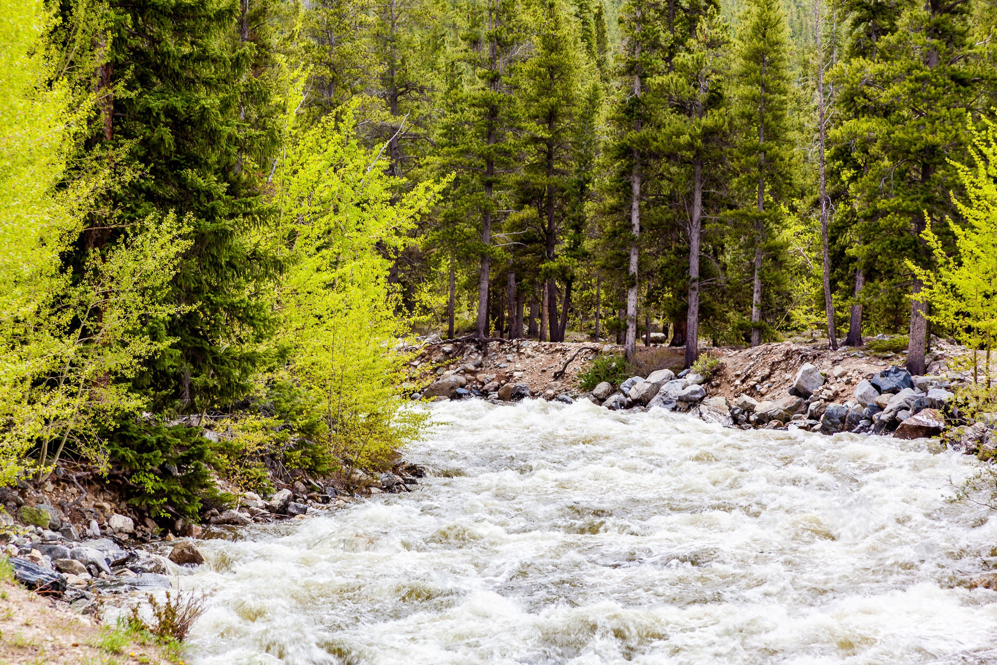 Rapids Through Officer's Gulch in the Colorado Rocky Mountains in Early ...