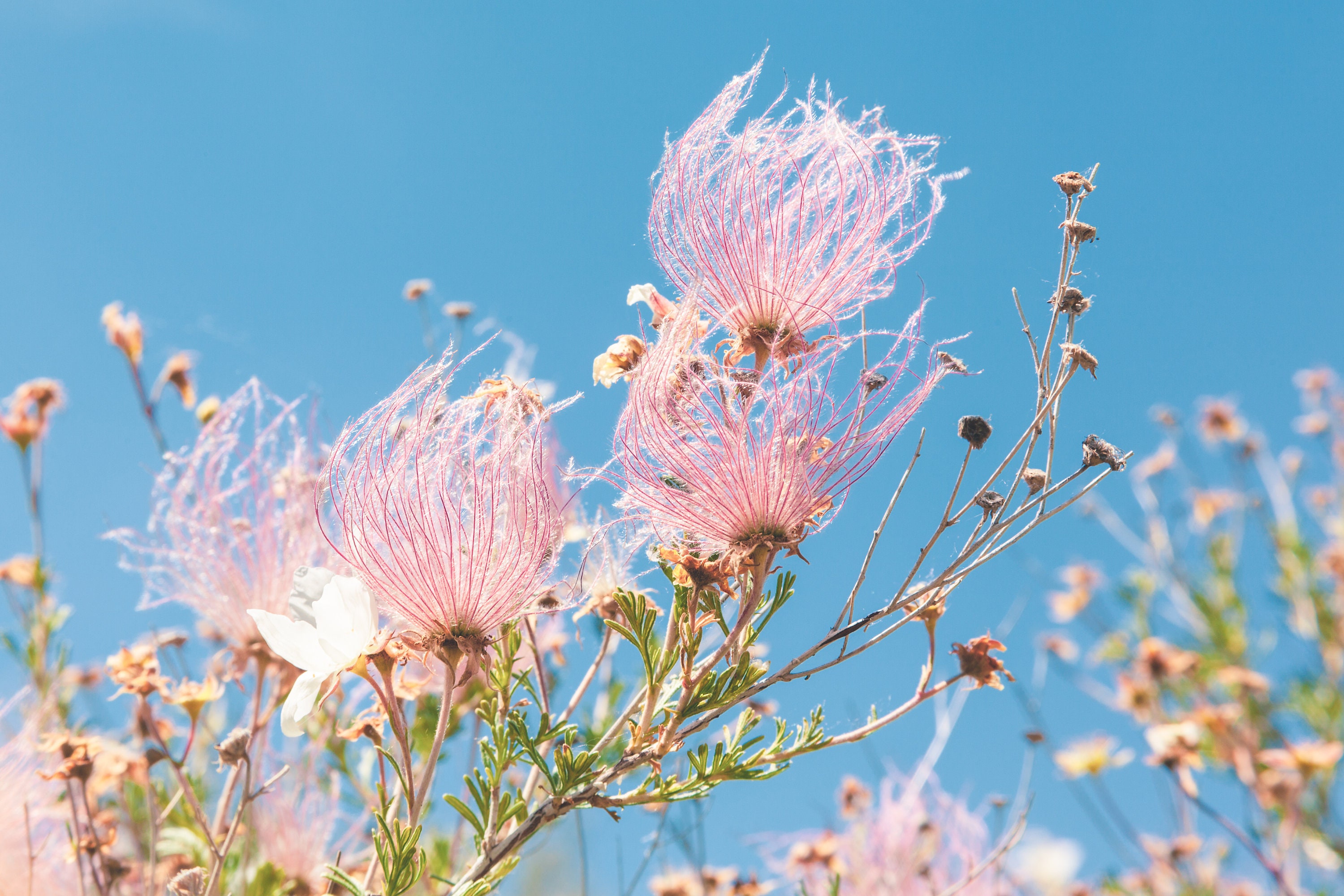 Pink Apache Plume Colorado Wildflower Flowering Bush in - Etsy