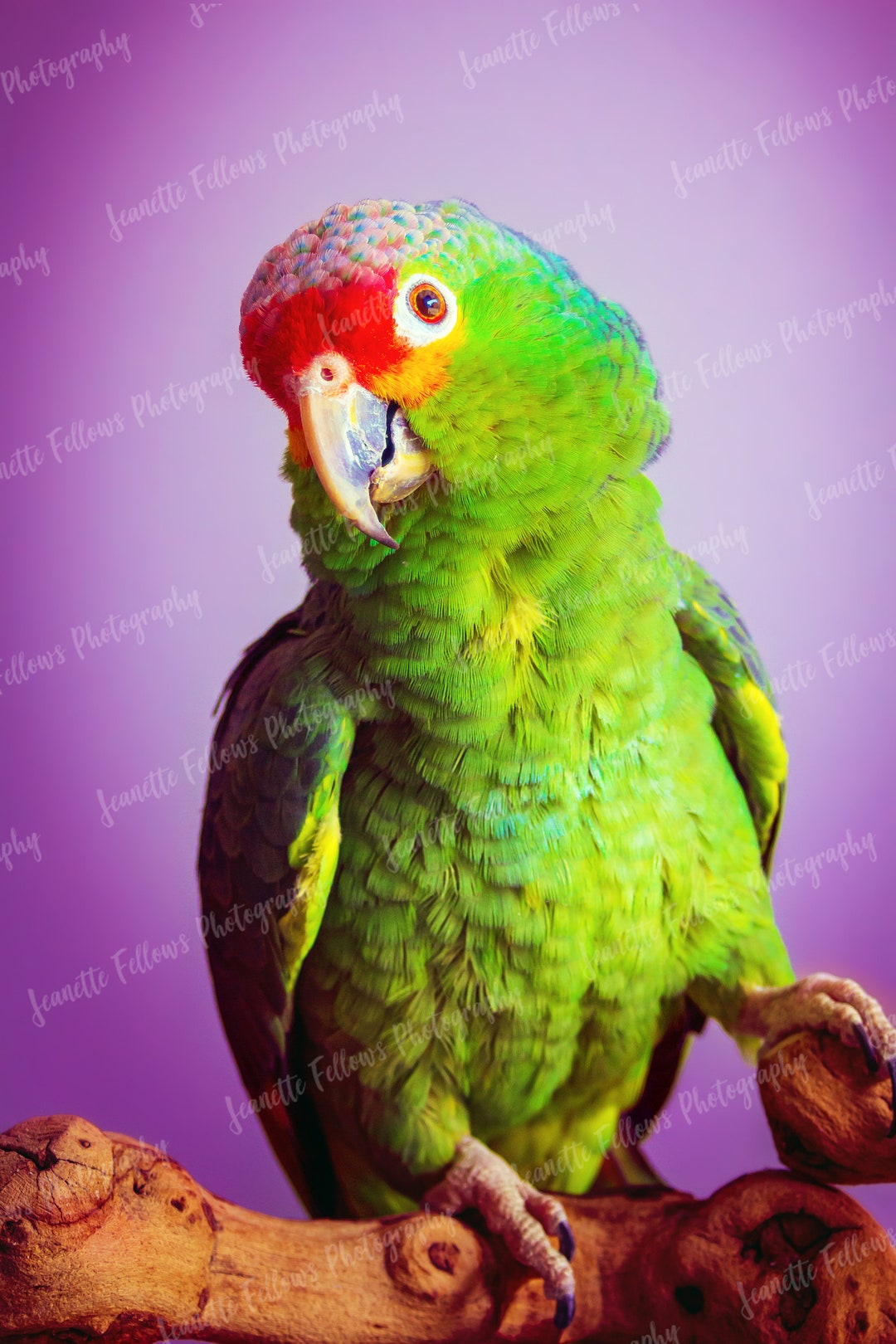 Happy Cute Red Lored Parrot on Perch, Pet Photography, Printable ...