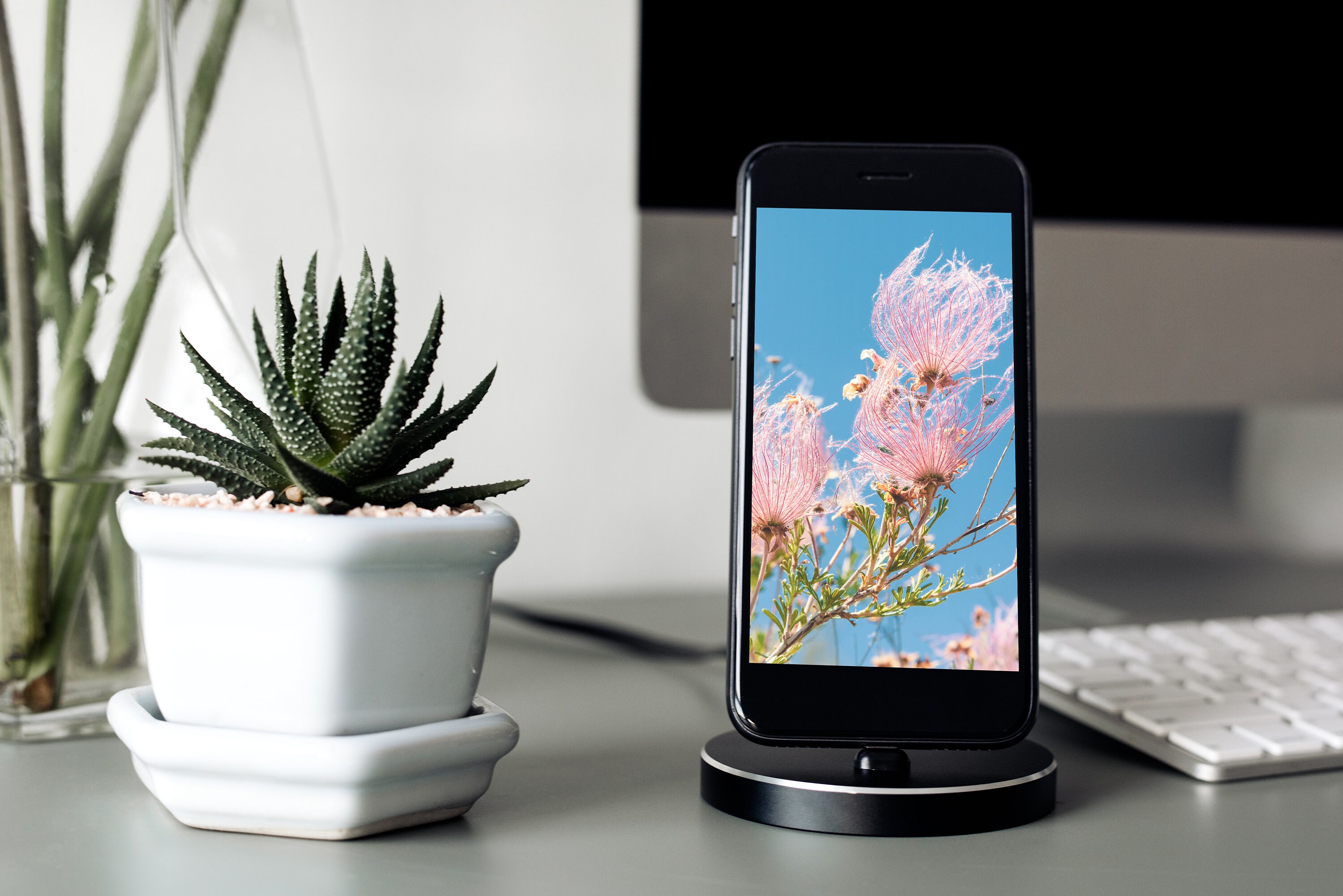 Pink Apache Plume Colorado Wildflower Flowering Bush in - Etsy