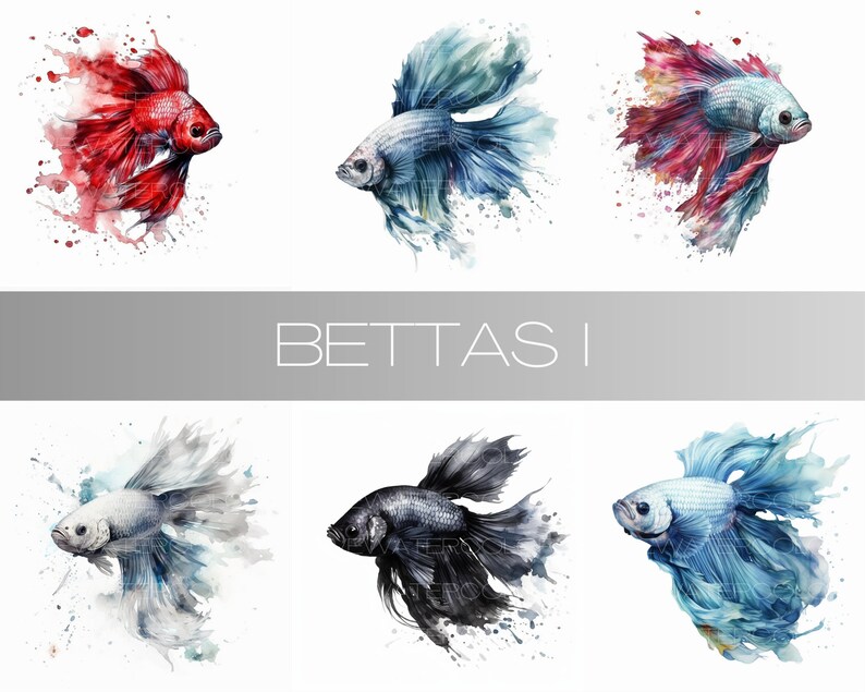 Bettas I Watercolor Style Clip Art Digital Art Download - Etsy