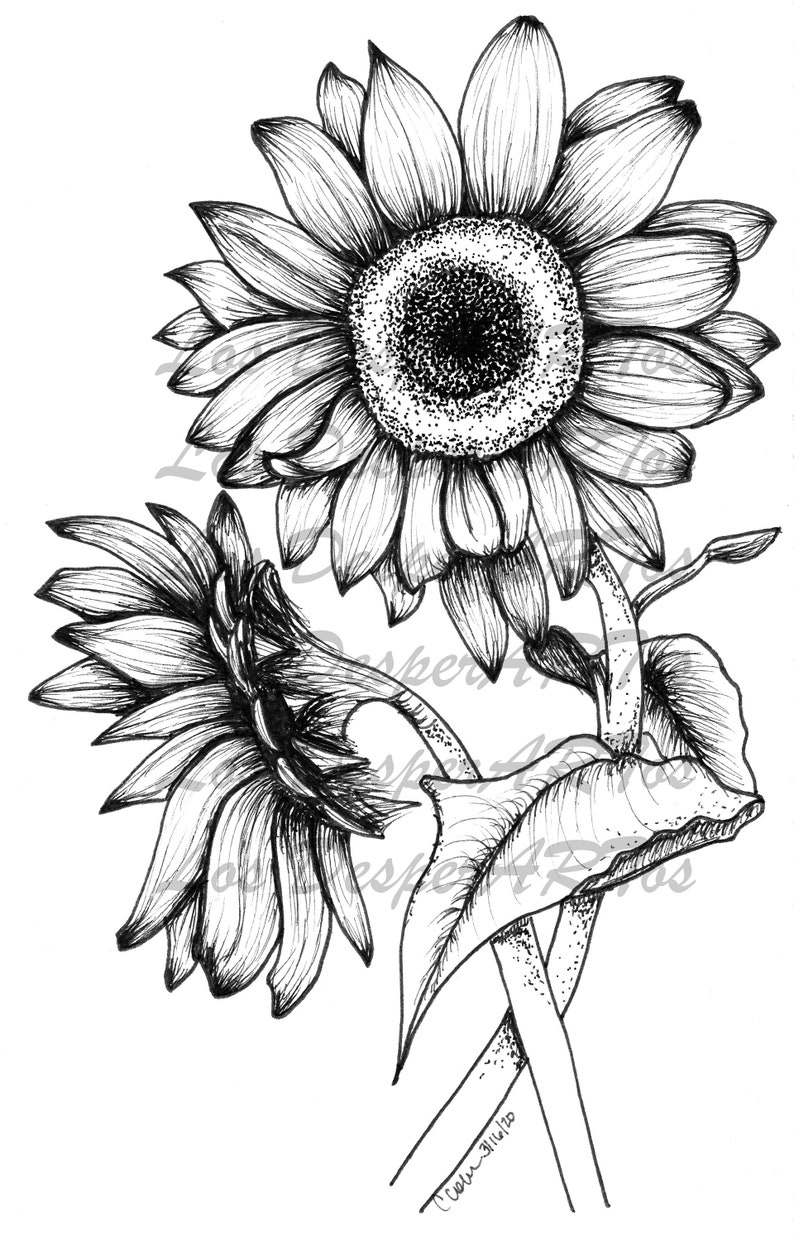 Sunflowers Digital Stamp - Etsy