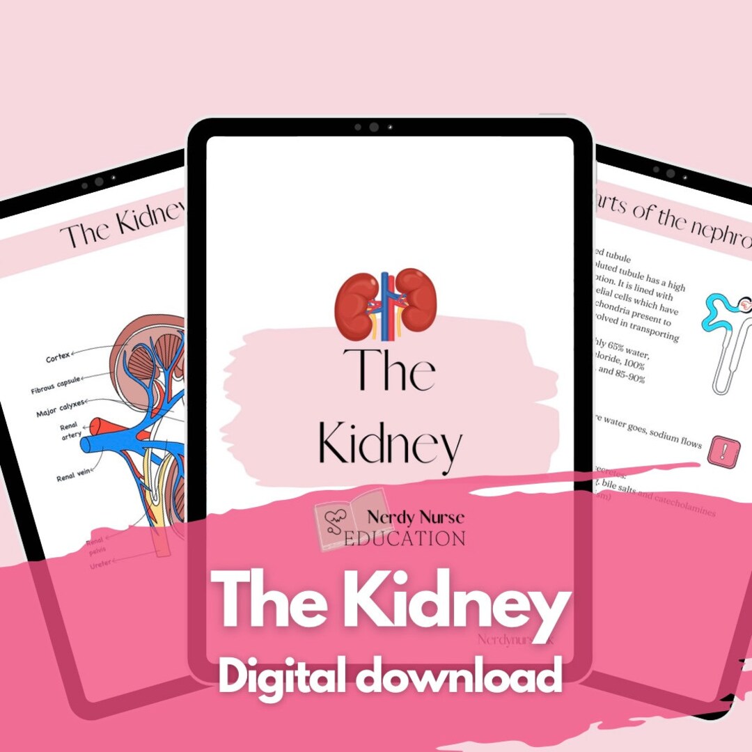 The Kidney Cheat Sheet for Student Nurses, Nursing Students, Student ...