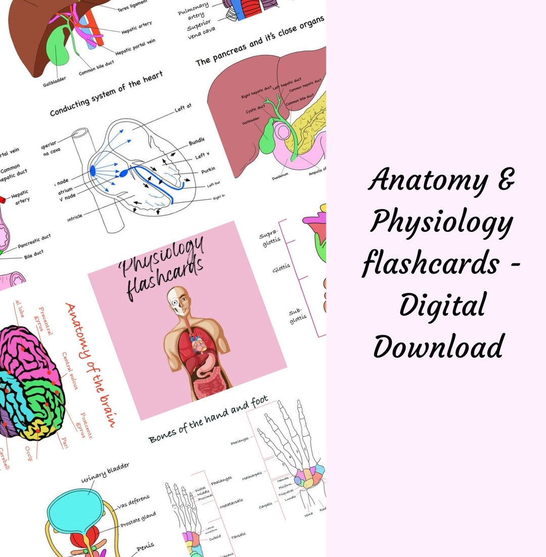 Anatomy and Physiology Flashcards Digital Download for Student - Etsy