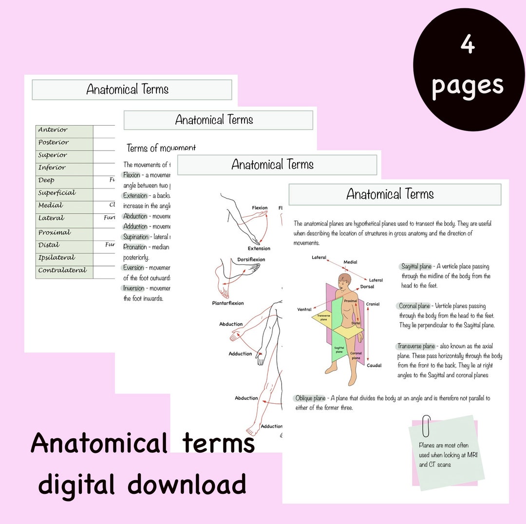 PDF Introduction to Anatomical Terms - Etsy UK