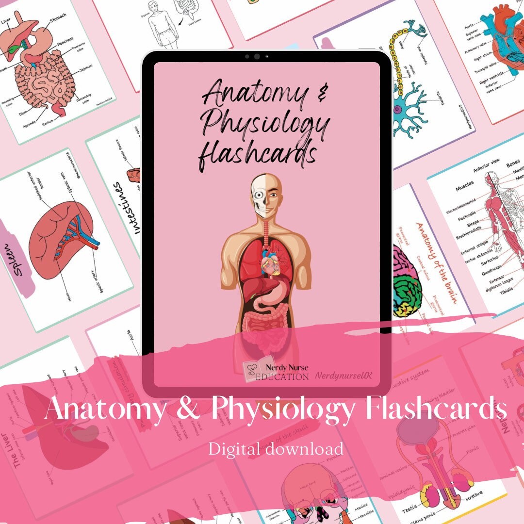 Anatomy and Physiology Flashcards Digital Download for Student - Etsy