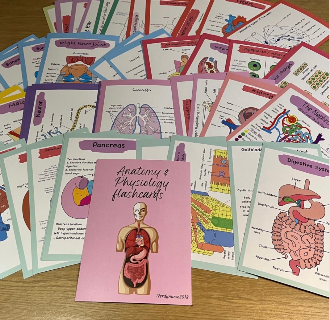 Anatomy and Physiology Flashcards Digital Download for Student - Etsy UK