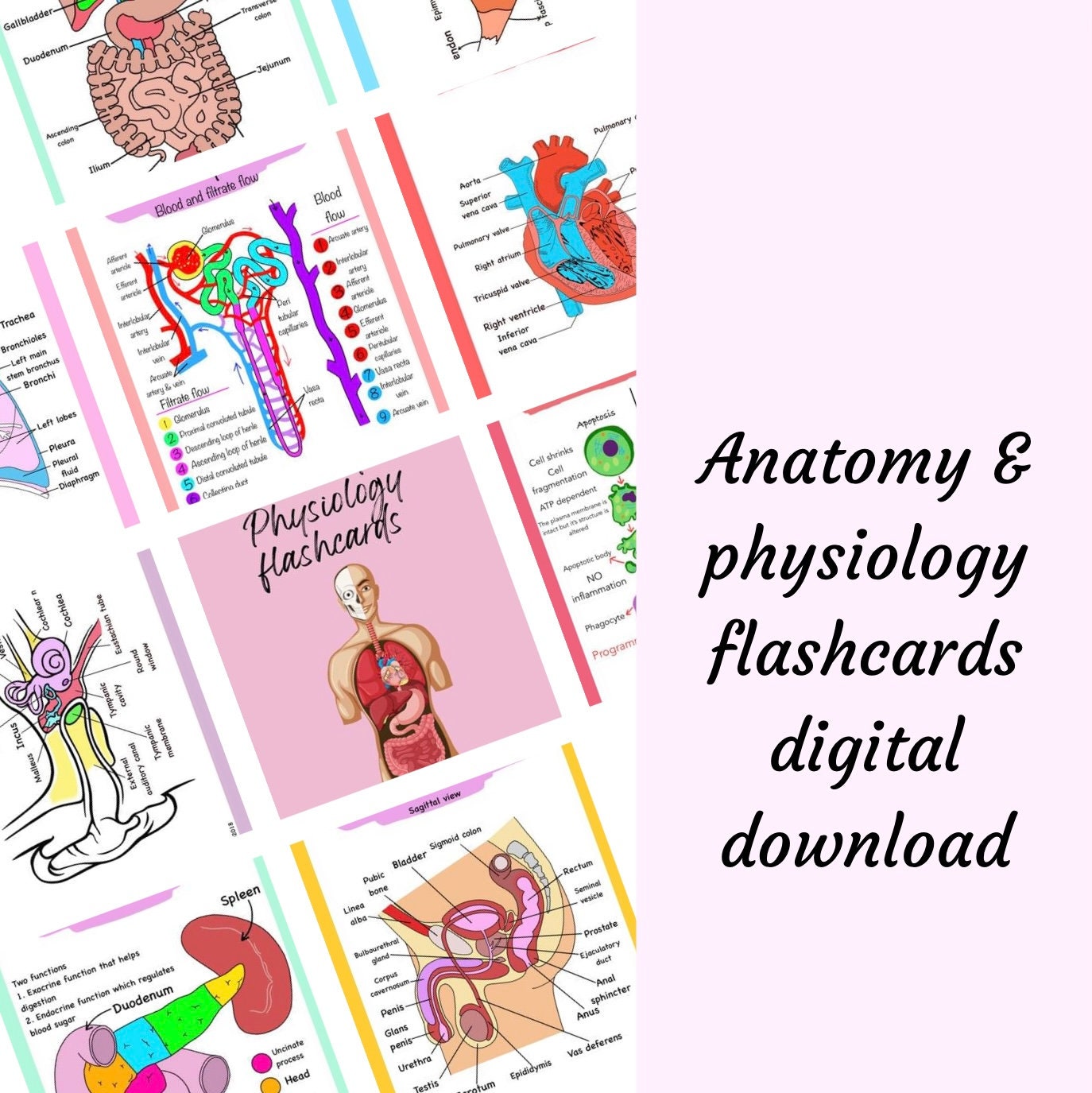 Anatomy and Physiology Flashcards Digital Download for Student - Etsy UK