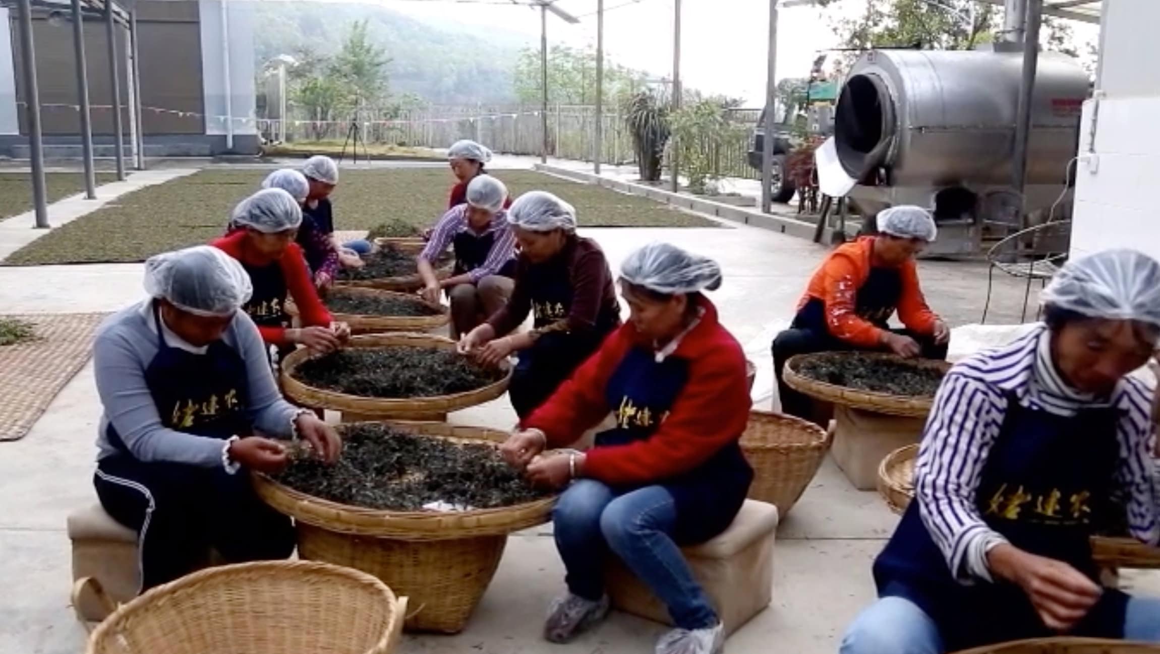 Bangdong Raw Pu'er From 150+ Years Old Forest Pu'er Trees (2019邦东古树岩茶 ...