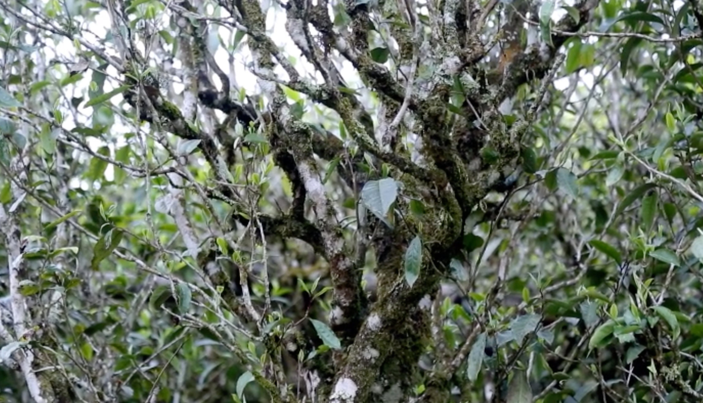 Bangdong Raw Pu'er From 150+ Years Old Forest Pu'er Trees (2019邦东古树岩茶 ...