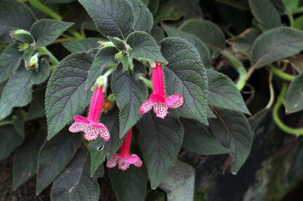 1980's SMC Pentax-m 50mm F2 Asahi Optical Prime Lens / Pentax K Mount ...