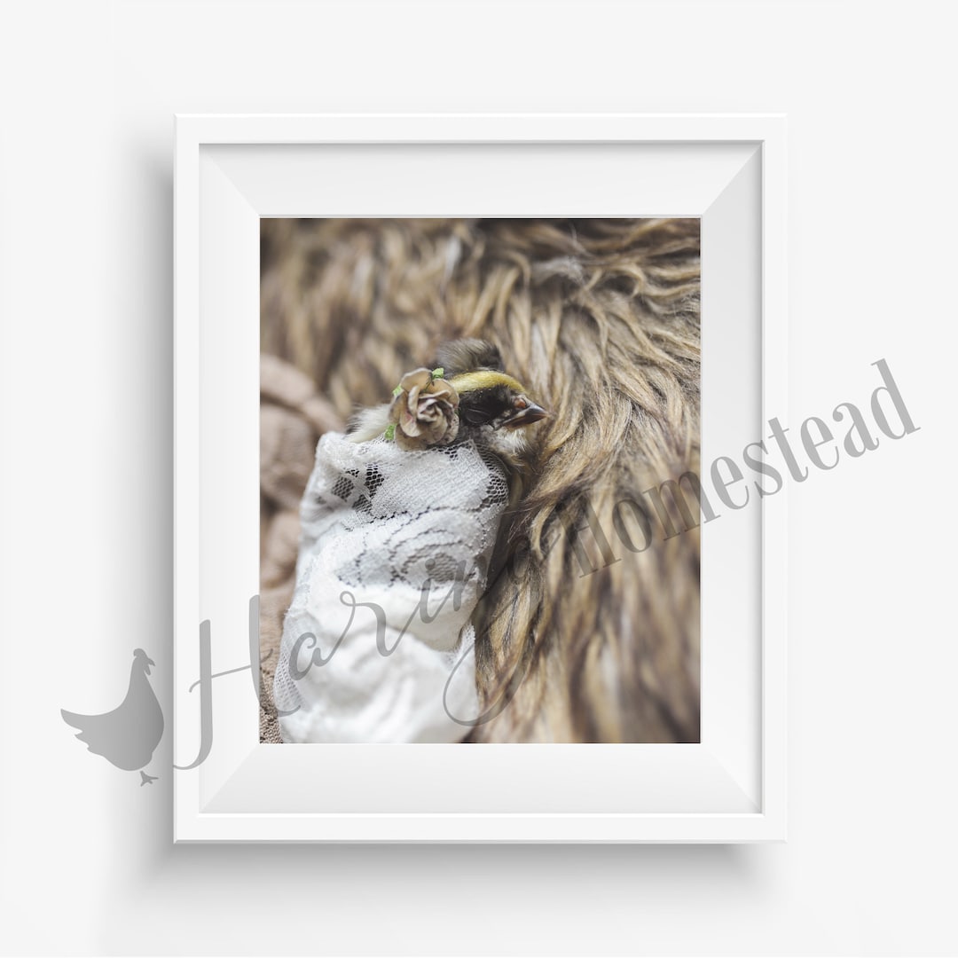 Chick Print, Baby Animal Print, Farm Animals, Baby Chicken, Newborn ...
