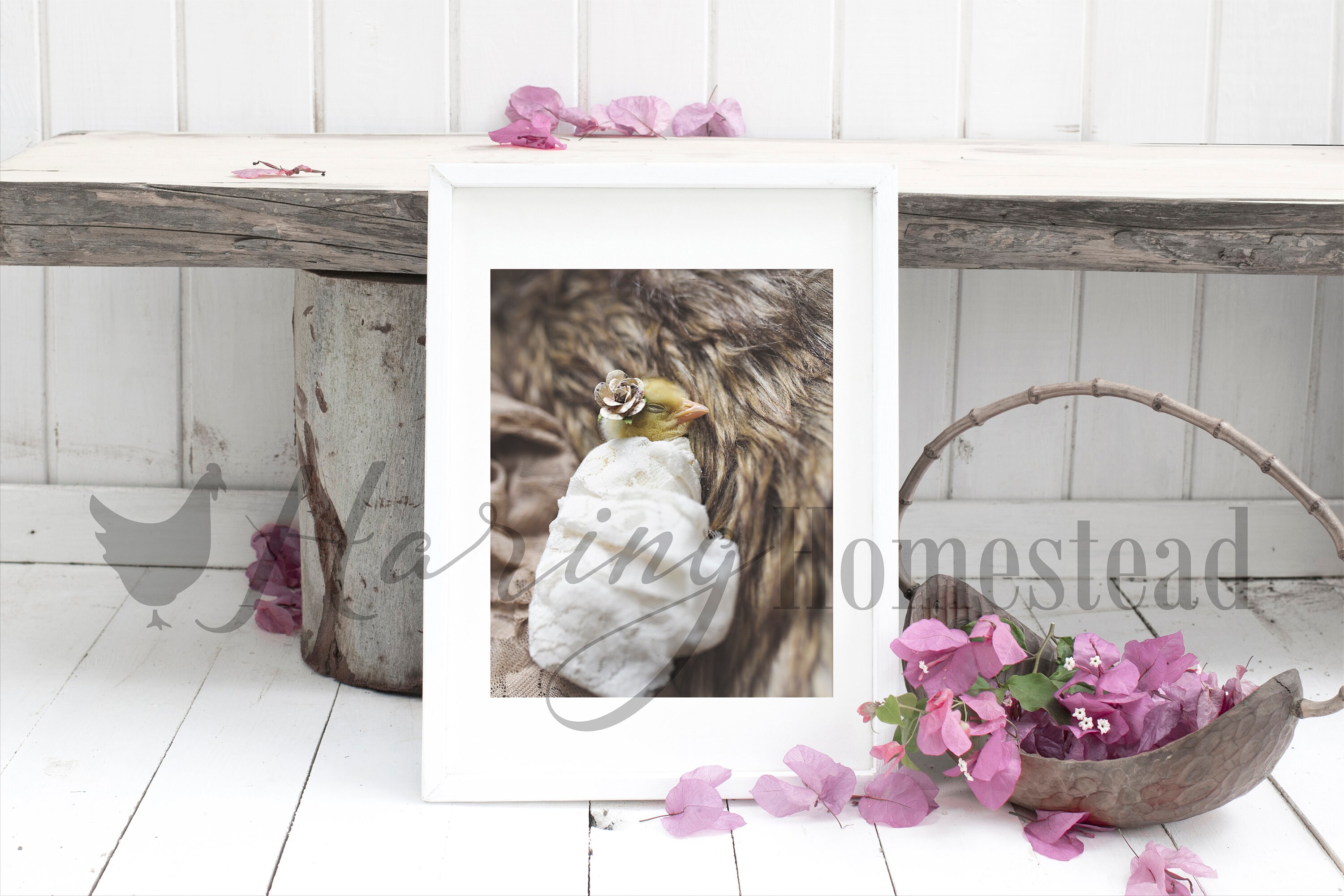 Chick Print, Baby Animal Prints, Farm Animals, Baby Chicken, Newborn ...