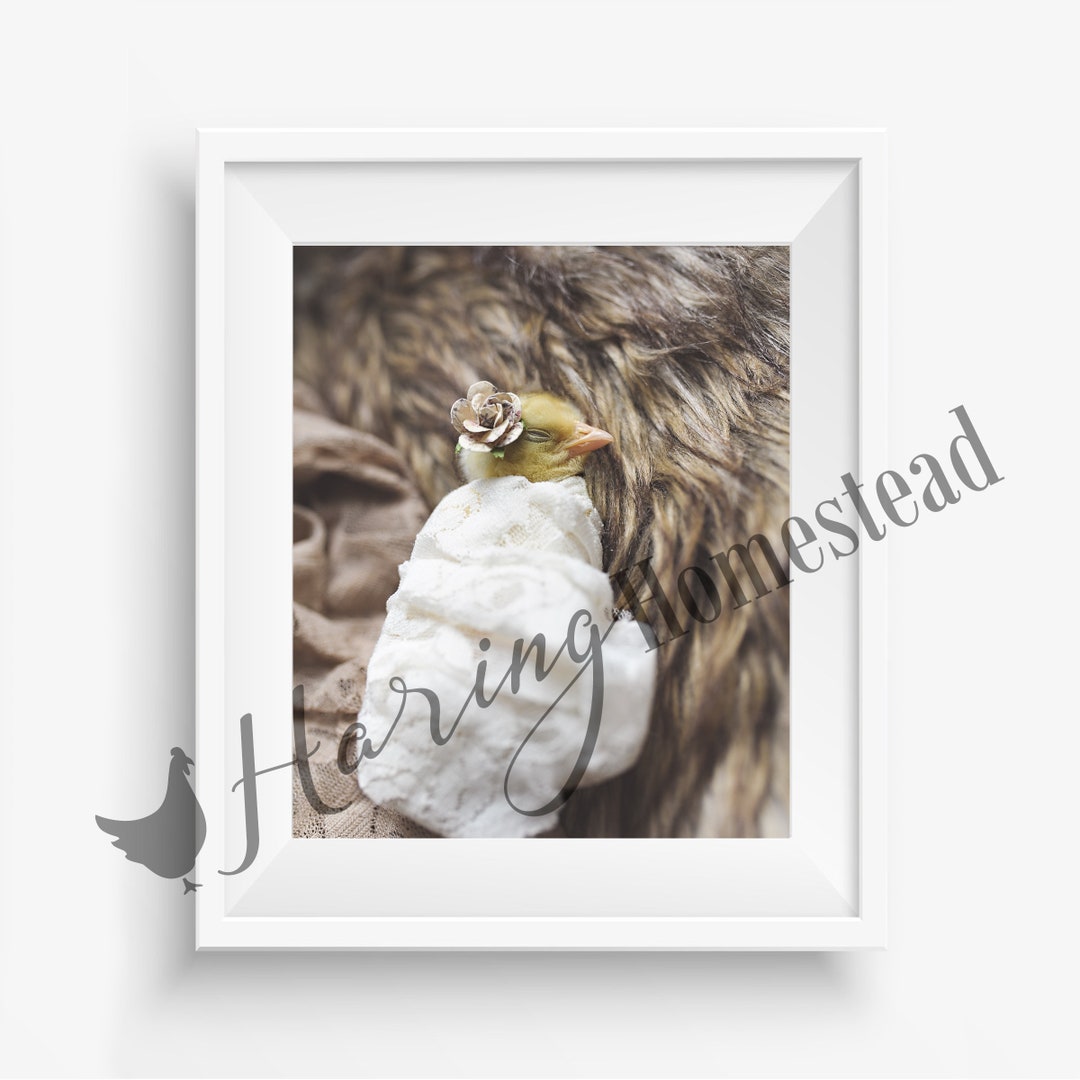 Chick Print, Baby Animal Prints, Farm Animals, Baby Chicken, Newborn ...