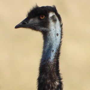 Downunder Emu Pin - Etsy