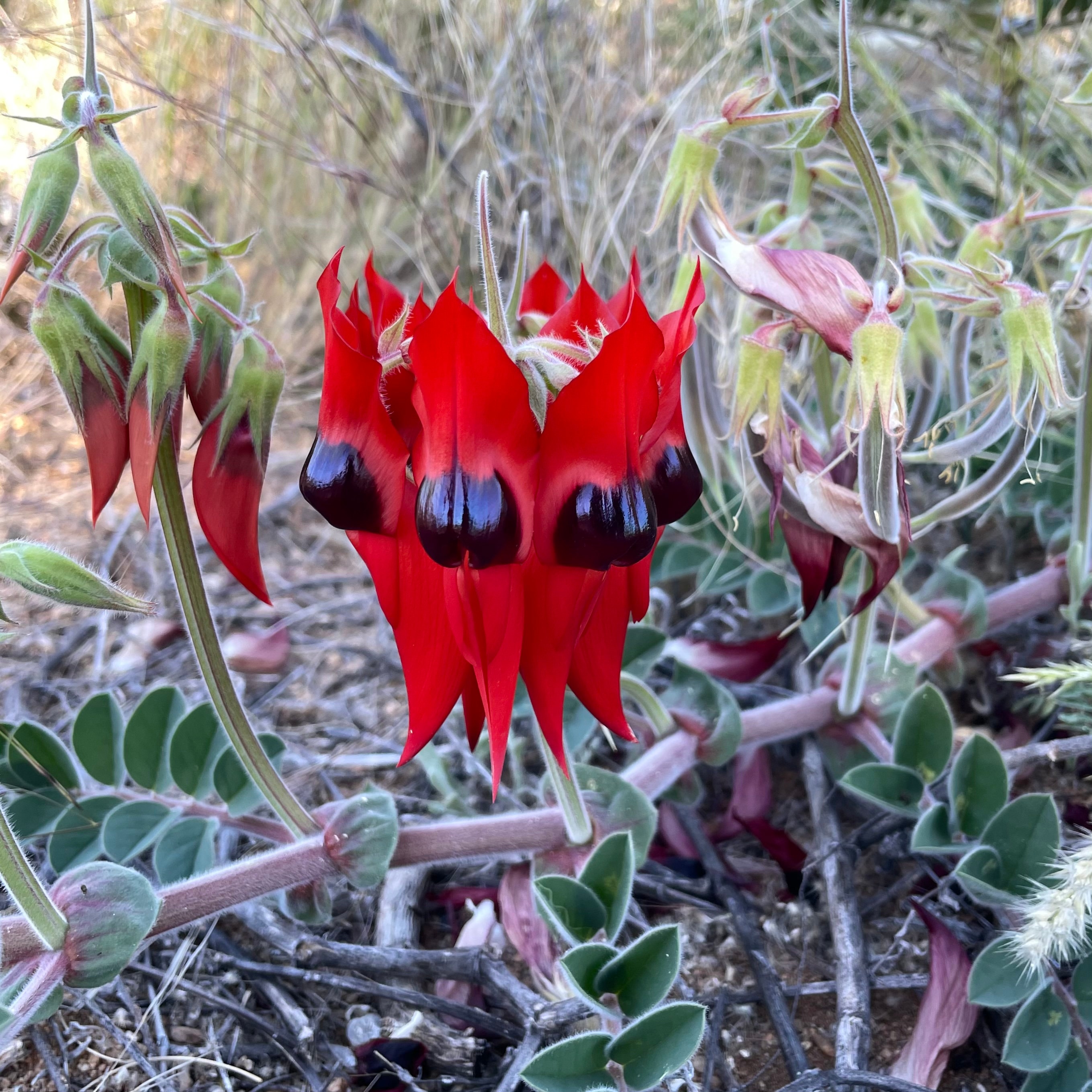 Sturt Desert Pea Pin - Etsy Australia