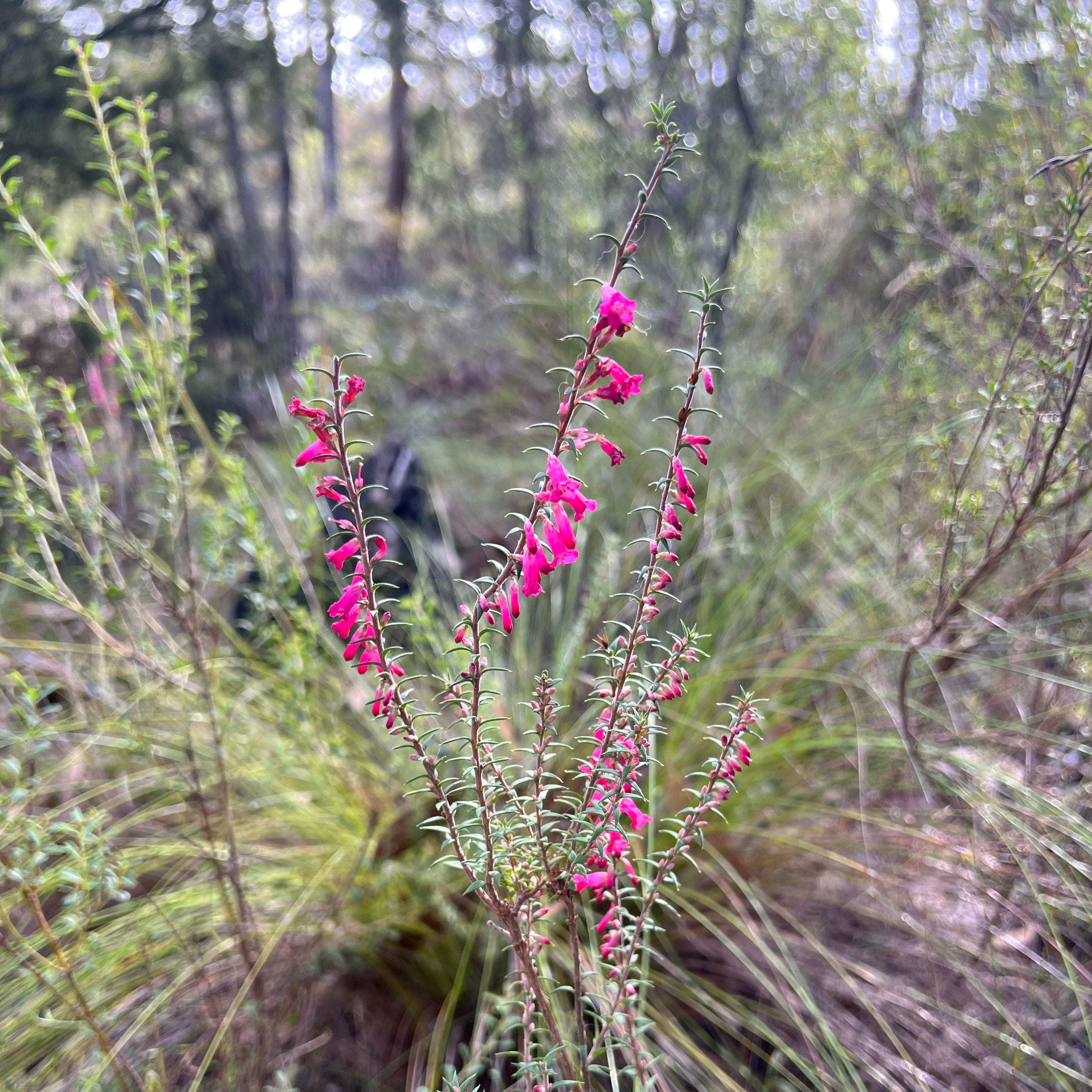 Common Heath Wildflower Pin - Etsy