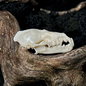 ghost faced bat skull