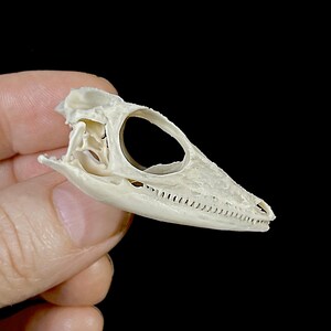 beaded lizard skull