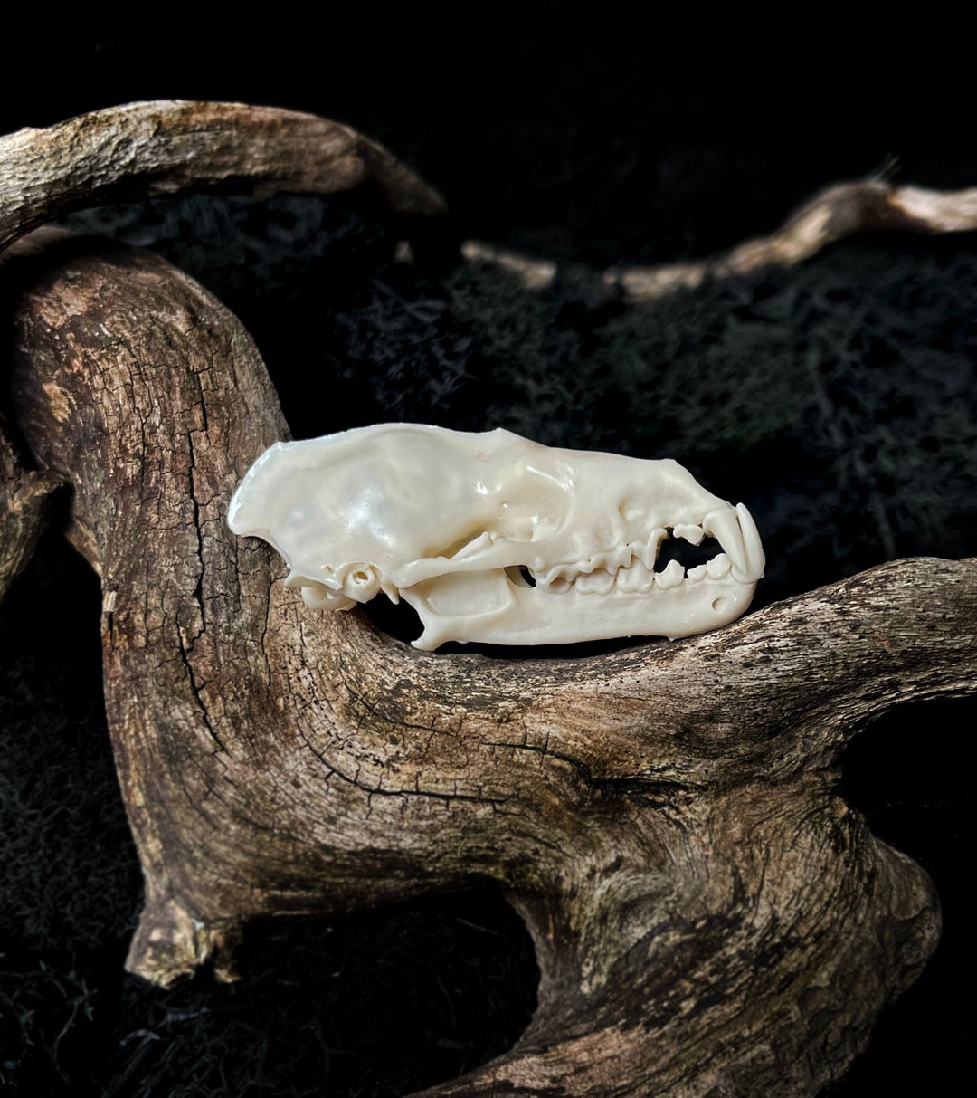 Spectral Bat Skull Replica: Resin Leaf-nosed Bat Model - Etsy