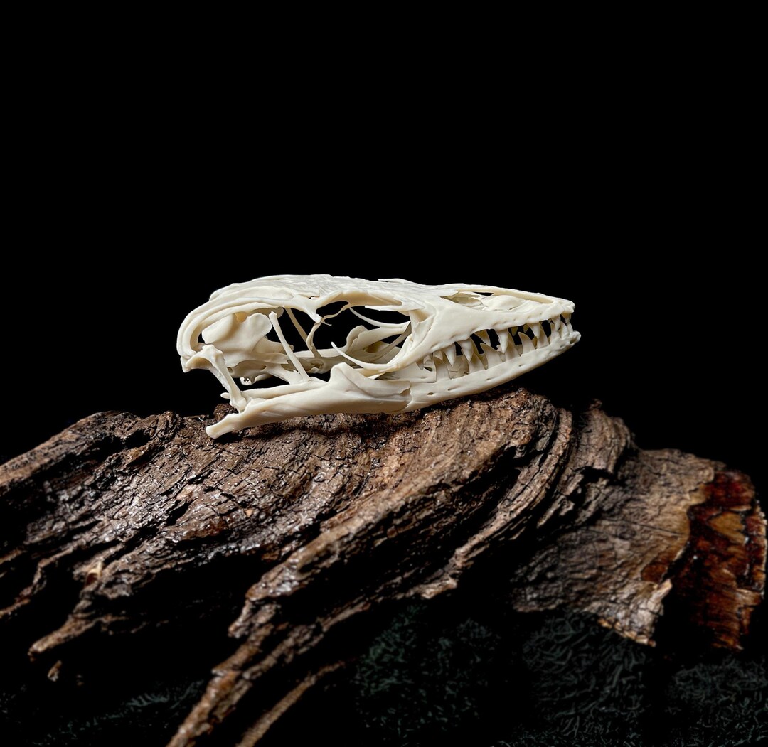 Monitor Lizard, Replica, Lizard Skull, Replica Skull, Resin, Museum ...