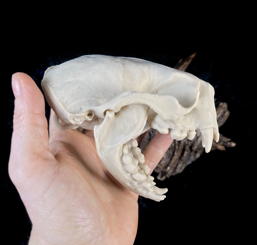 5" Sea Otter Skull Replica: Museum Quality Resin Model - Etsy