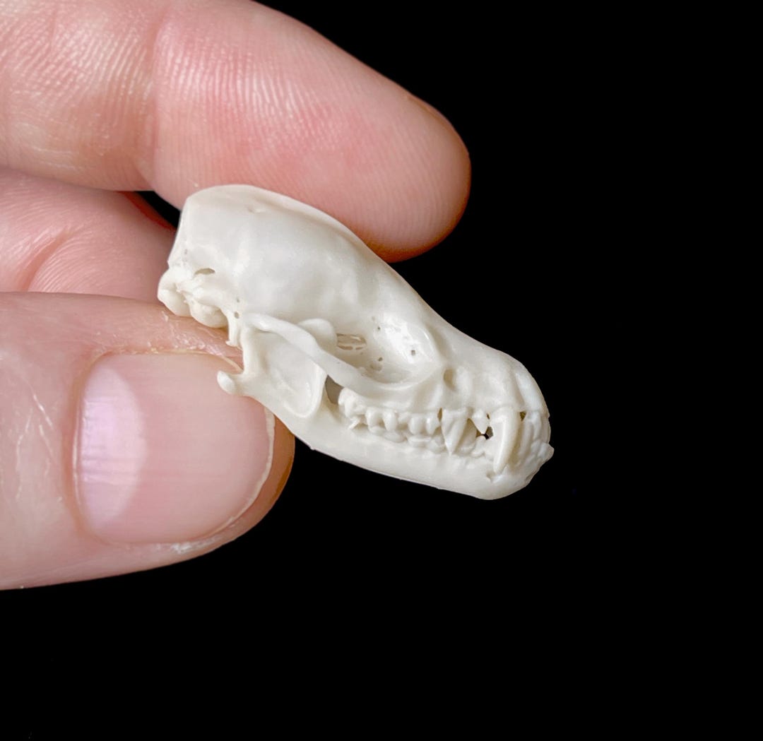 Mouse-eared Bat Replica Skull: Resin 3D Print, Museum Quality - Etsy