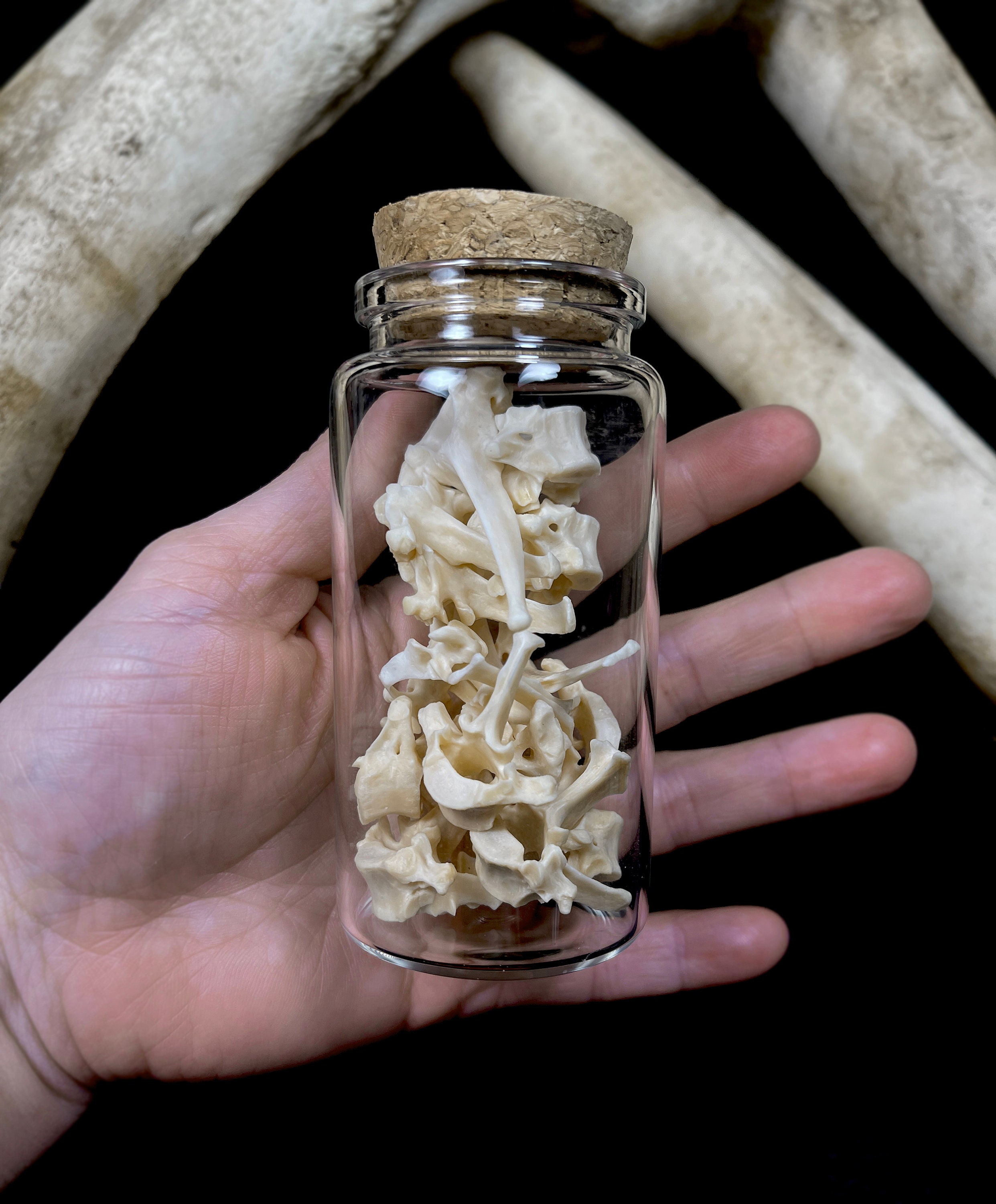 Bone Jar, Vertebrae, Armadillo Bones, Vial, Curio Vial, Spine, Bones ...
