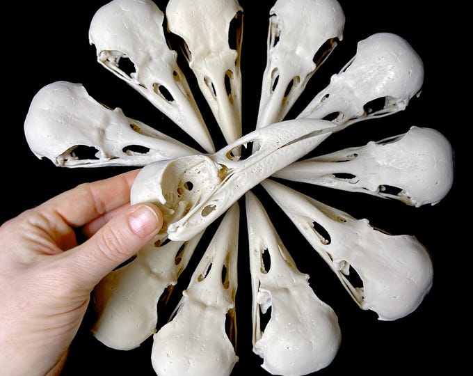 Skull Lot, Raven Skull, Replica Skull, Common Raven, Bird Skull, Resin ...