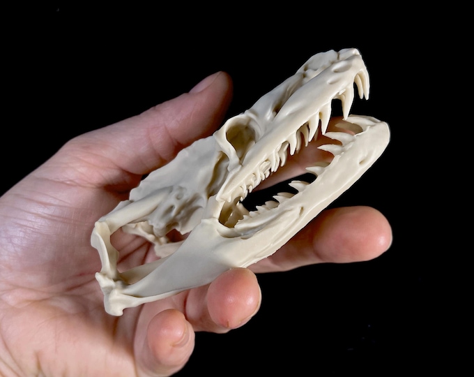 Reticulated Python Skull Replica 3 75 Resin Print Museum Quality Etsy