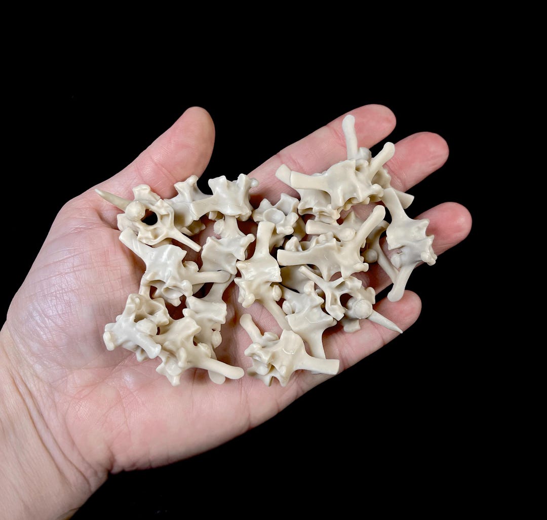 20 Resin Python Vertebrae Replicas: Museum Quality Bone Oddities - Etsy